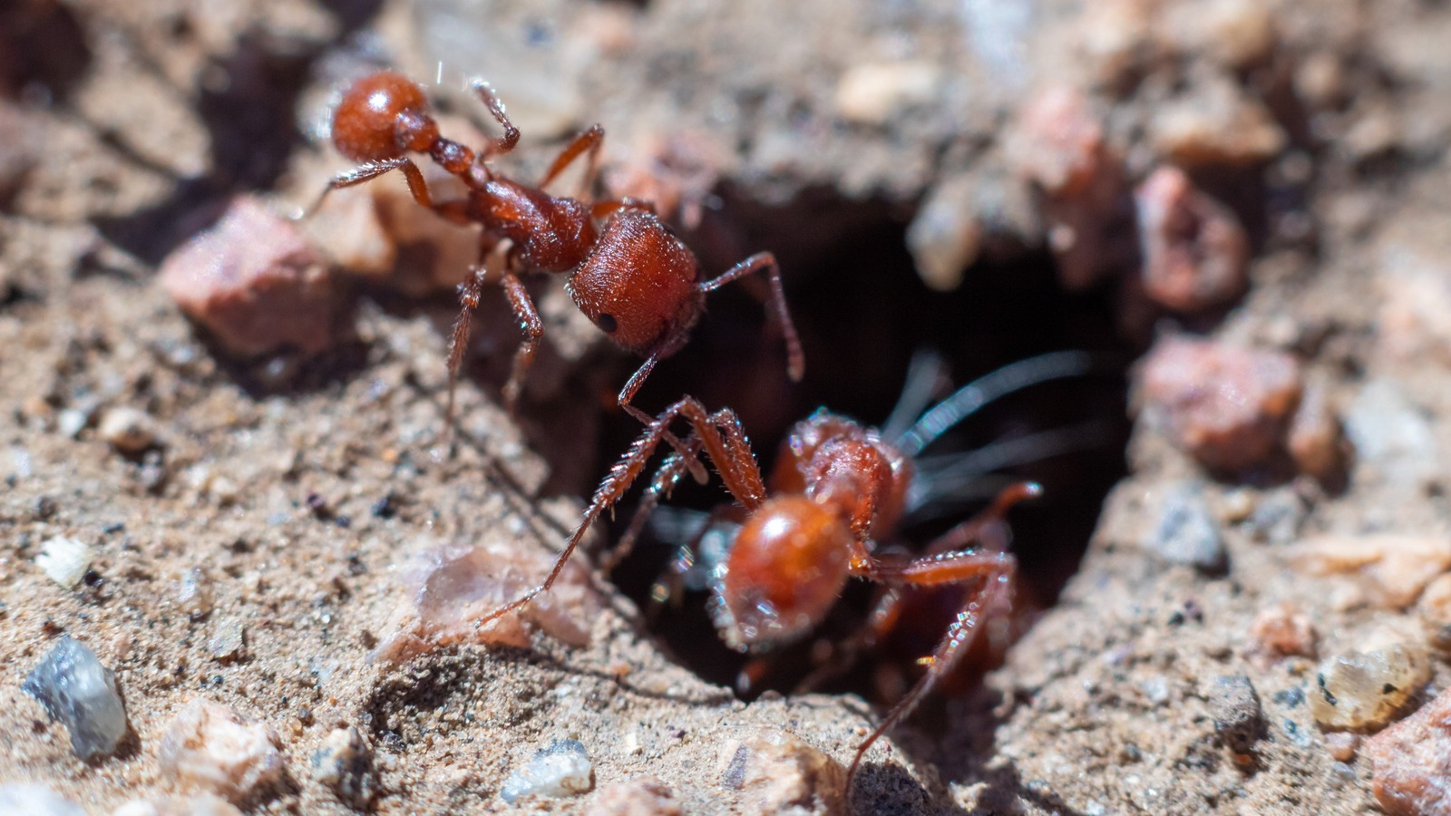 Sneaky Tricks You Need When Dealing With Ant Nests