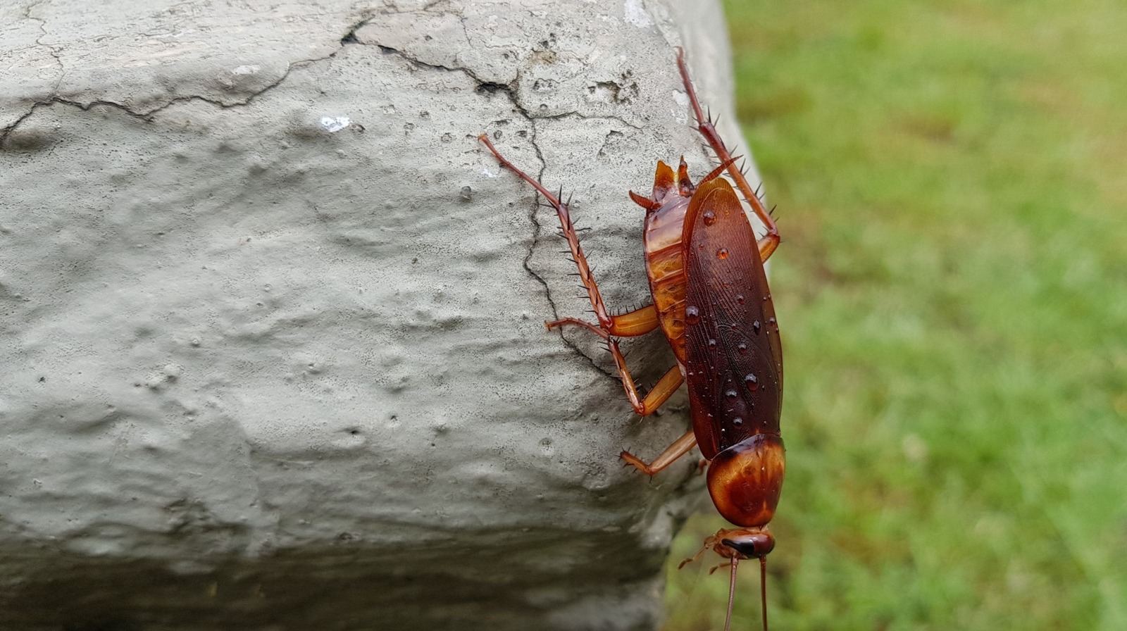 Soap Is The Unexpected Secret Weapon That Banishes Palmetto Bugs From Your Home