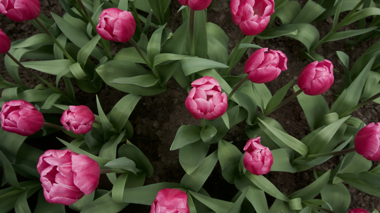 How To Take Care Of Tulips In Soil
