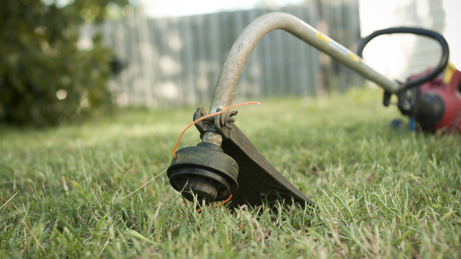 Someone Weed-Whacked Your Summer Plants: When To Replant Them And When ...