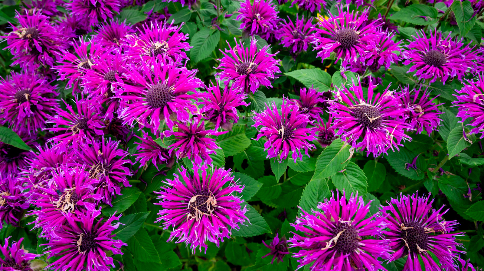 Spring Vs. Fall: When Should You Really Be Cutting Back Bee Balm For ...