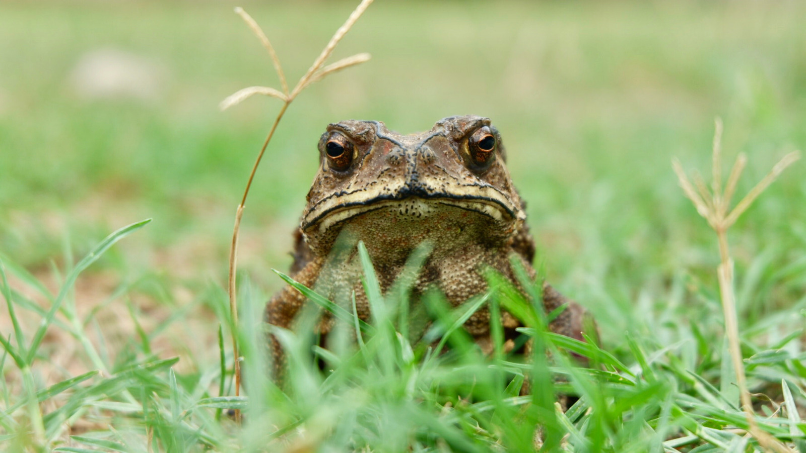Sprinkle This Kitchen Scrap To Deter Frogs And Toads From Your Yard And ...