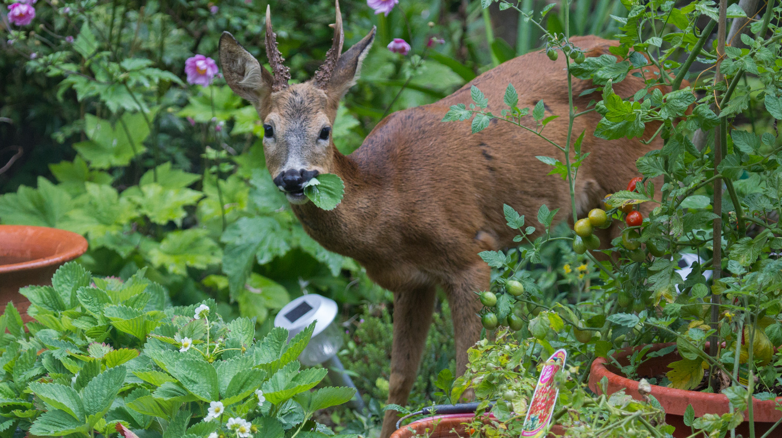 Stop Deer From Eating Your Roses By Planting These Beautiful Varieties