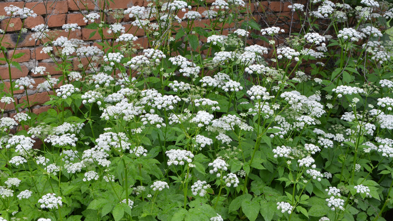 How To Prevent Invasive Bishop's Weed From Taking Over Your Yard (& Get Rid Of It For Good)