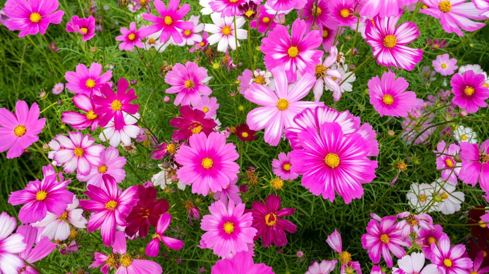 Are Cosmo Flowers Invasive? Here's What You Should Know
