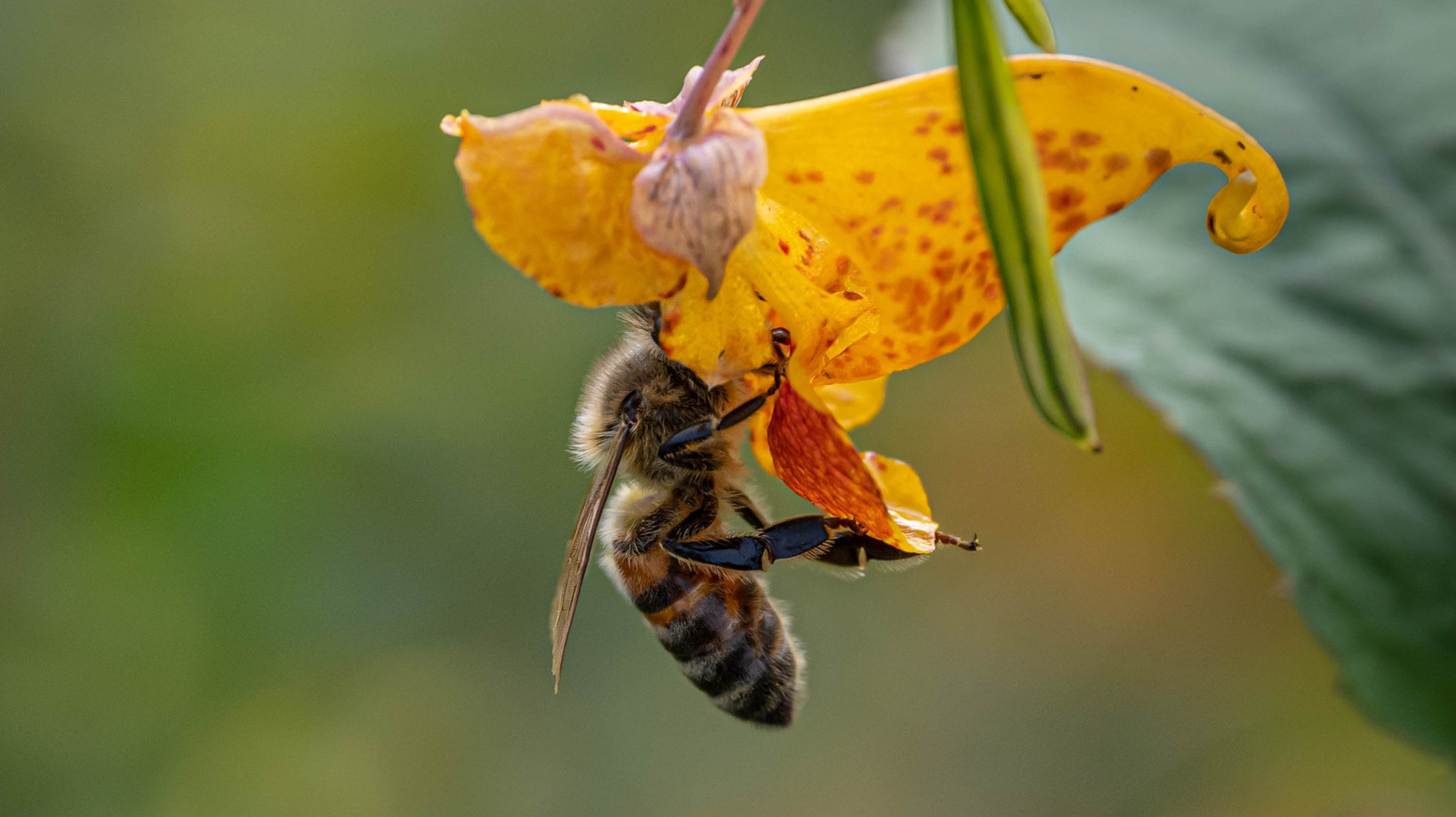 What Is Jewelweed And Why Should You Consider Growing It?