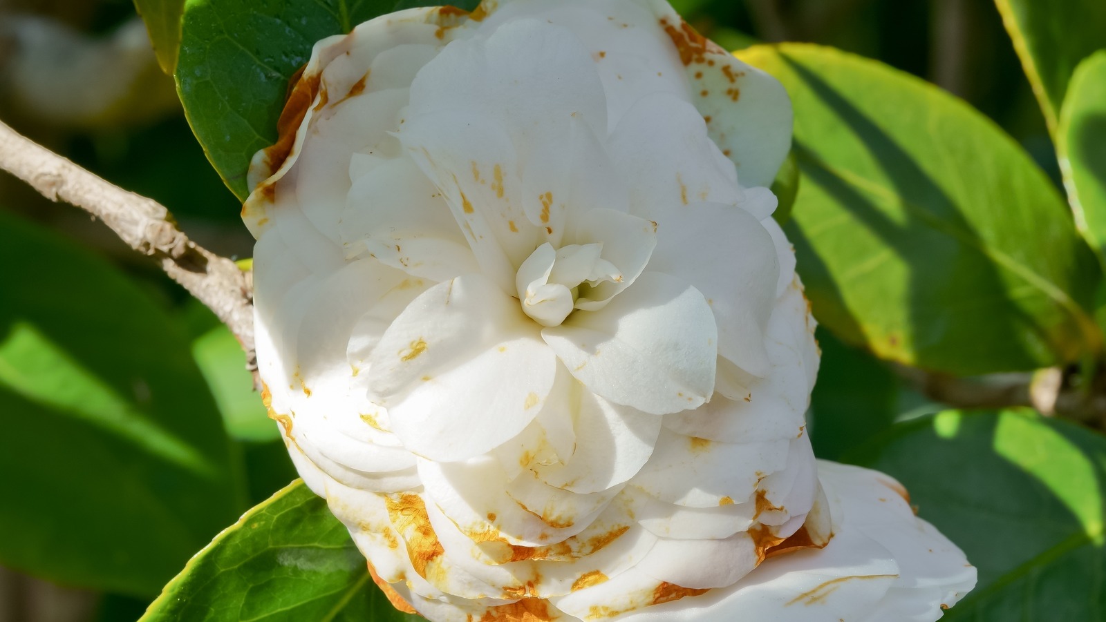 Telltale Signs Your Camellia Tree Is Dying (& What To Do About It)