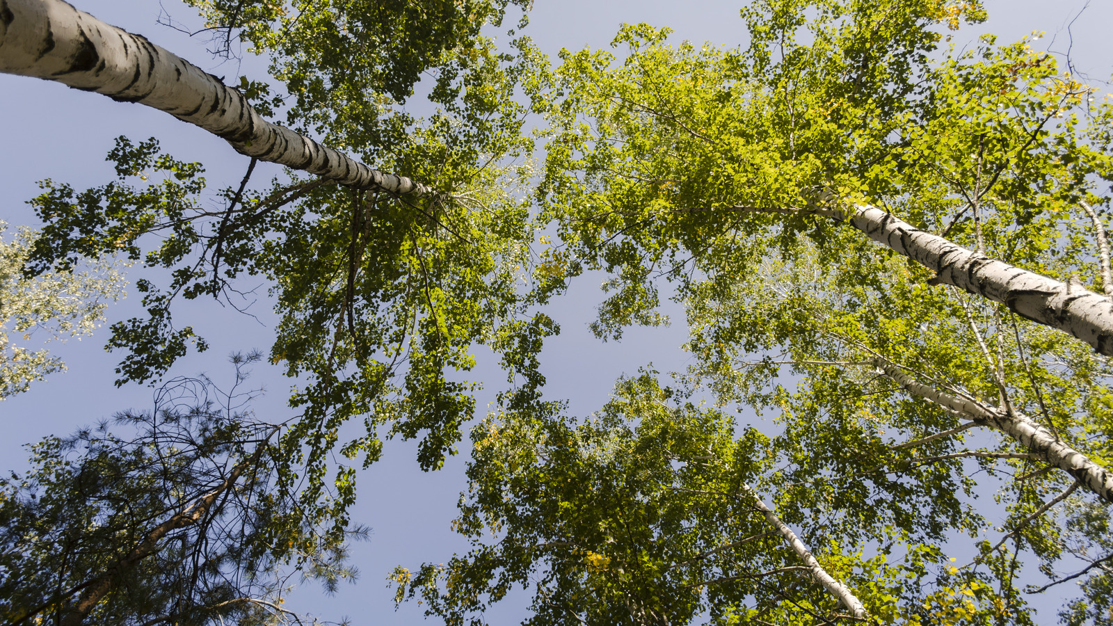The 13 Most Fragrant Trees That'll Make Your Yard Smell Better Than Ever