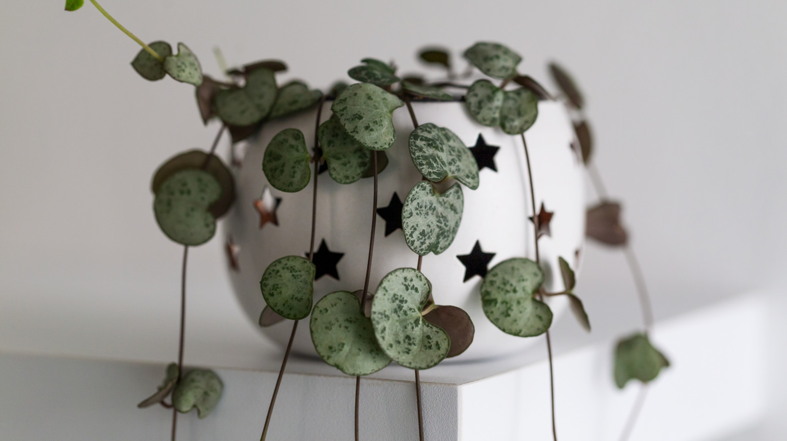 The 5 Best Trailing Houseplants For Your Sunny Window