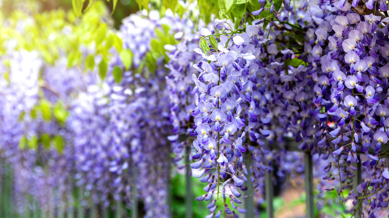 The 8 Best Fragrant, Romantic Flowering Shrubs That Aren't Roses