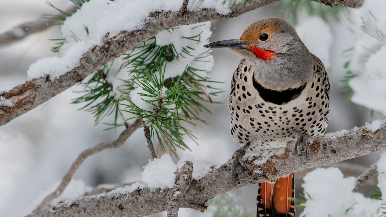 The Affordable Item That Offers Birds A Safe, Grippable Perch In Winter