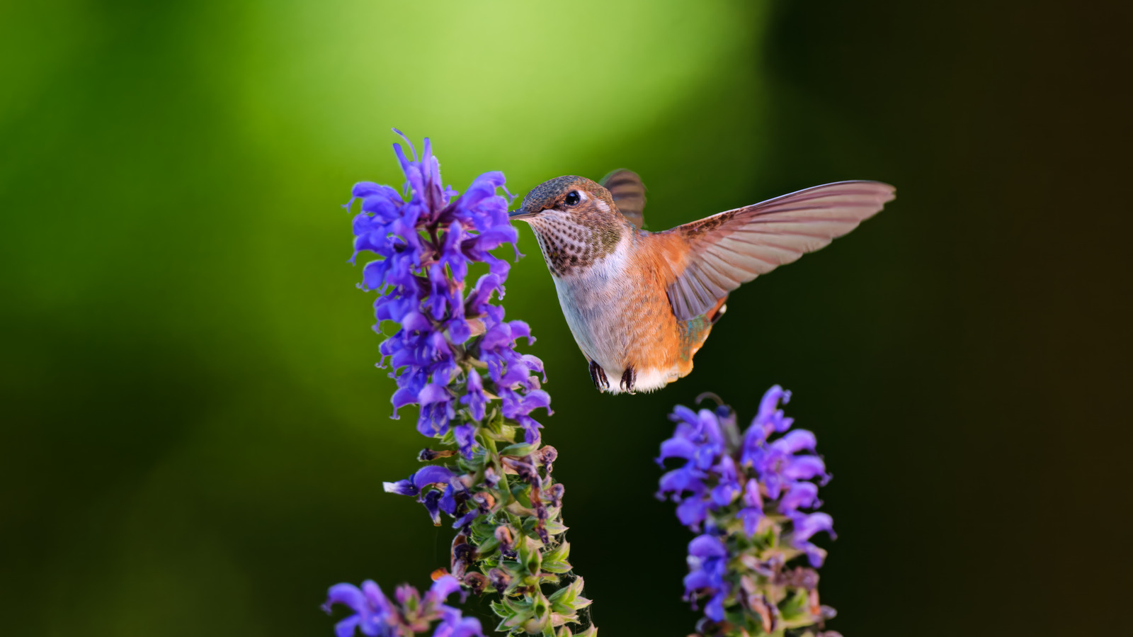 The Aggressive Hummingbird You Might Not Want To See In Your Yard