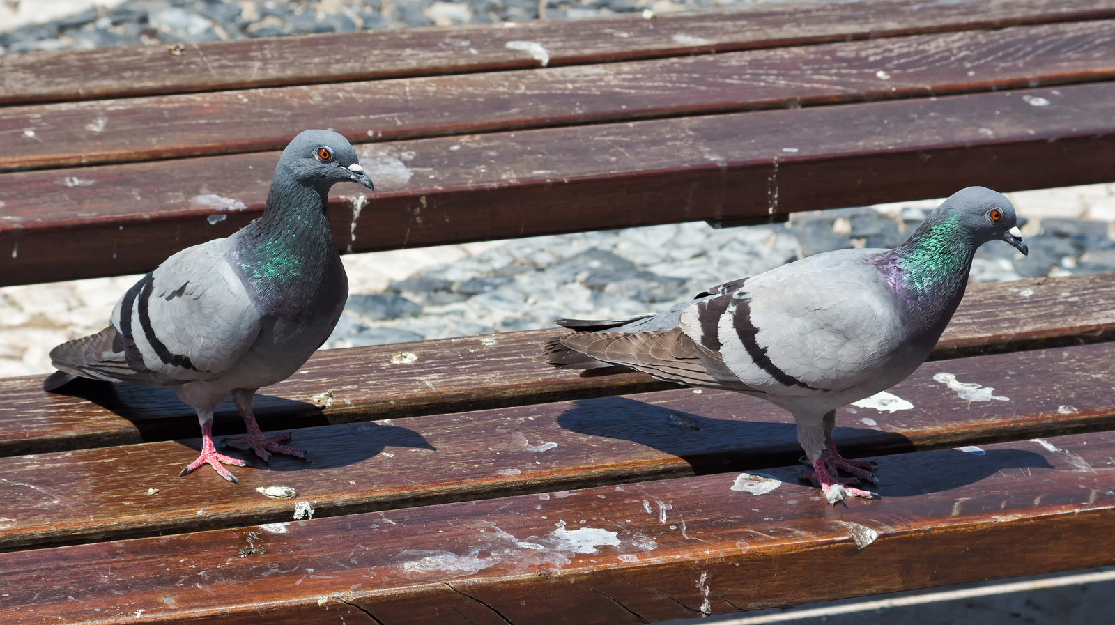The Baking Soda Hack That Banishes Yucky Bird Poop Stains From Outdoor ...