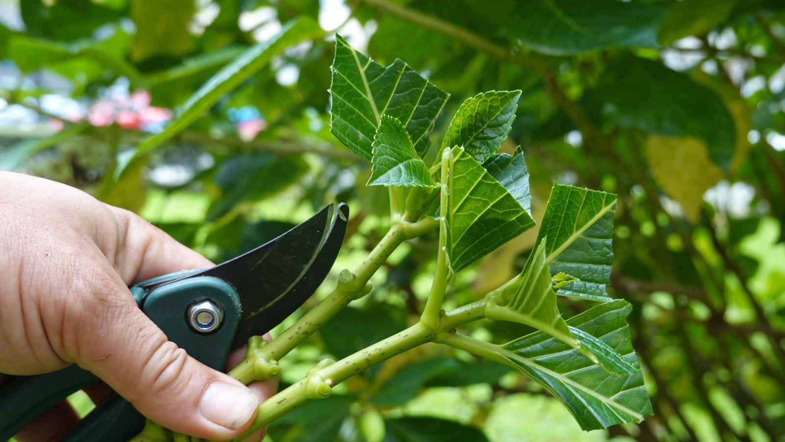 The Bathroom Staple That Works Perfectly For Plant Cuttings