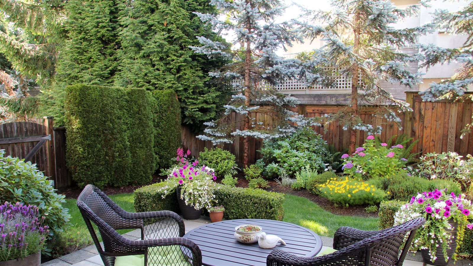 How To Grow Beautiful Blue Daze Ground Cover In Your Lawn