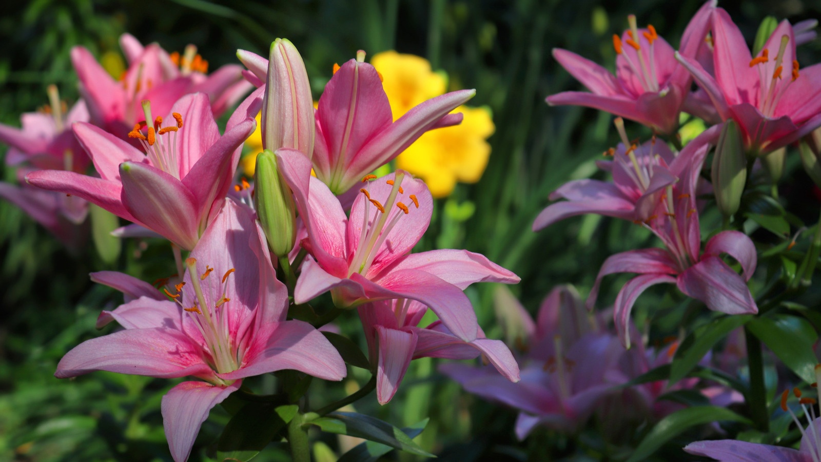 The Beautiful Companion Plant To Grow With Lily Flowers (& Which Ones ...