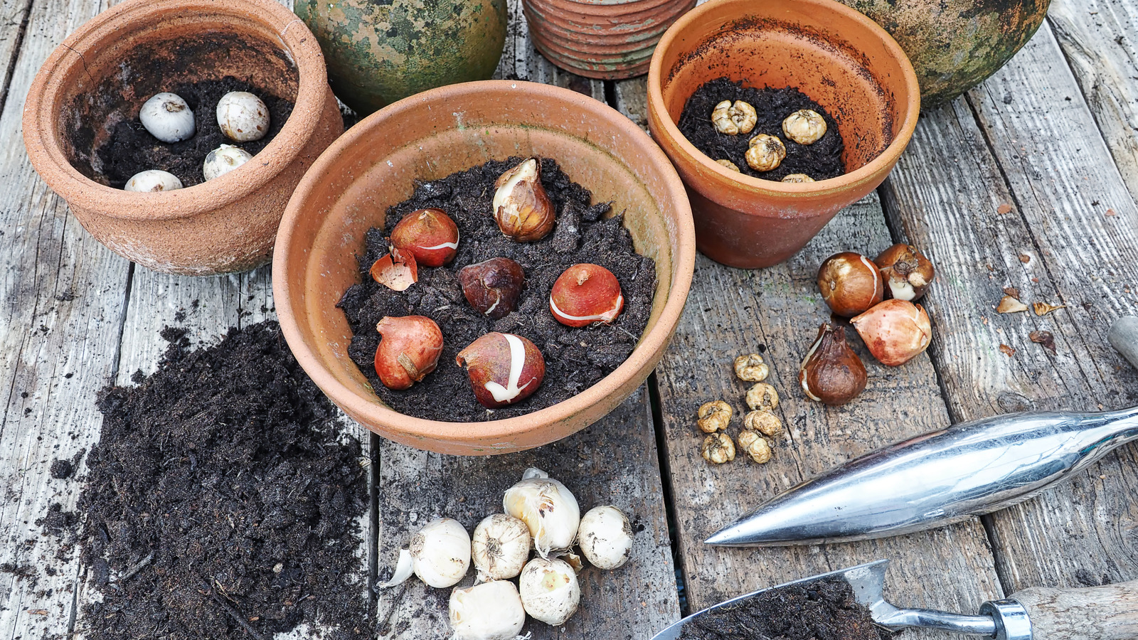 The Stunning March-Planted Bulb for Summer Flowers - Global Ideas