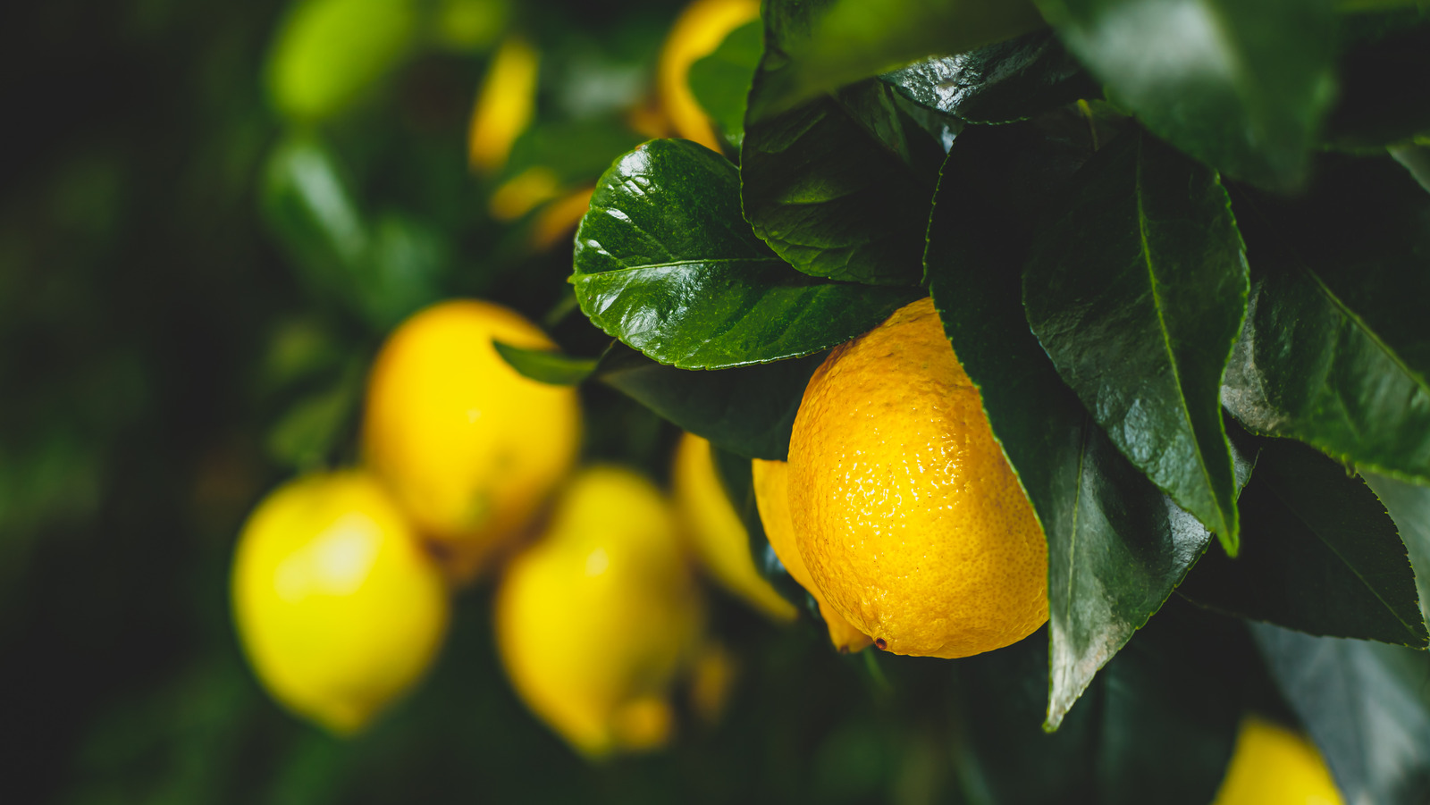 The Beautiful Lemon Tree You Can Easily Grow All Year Round