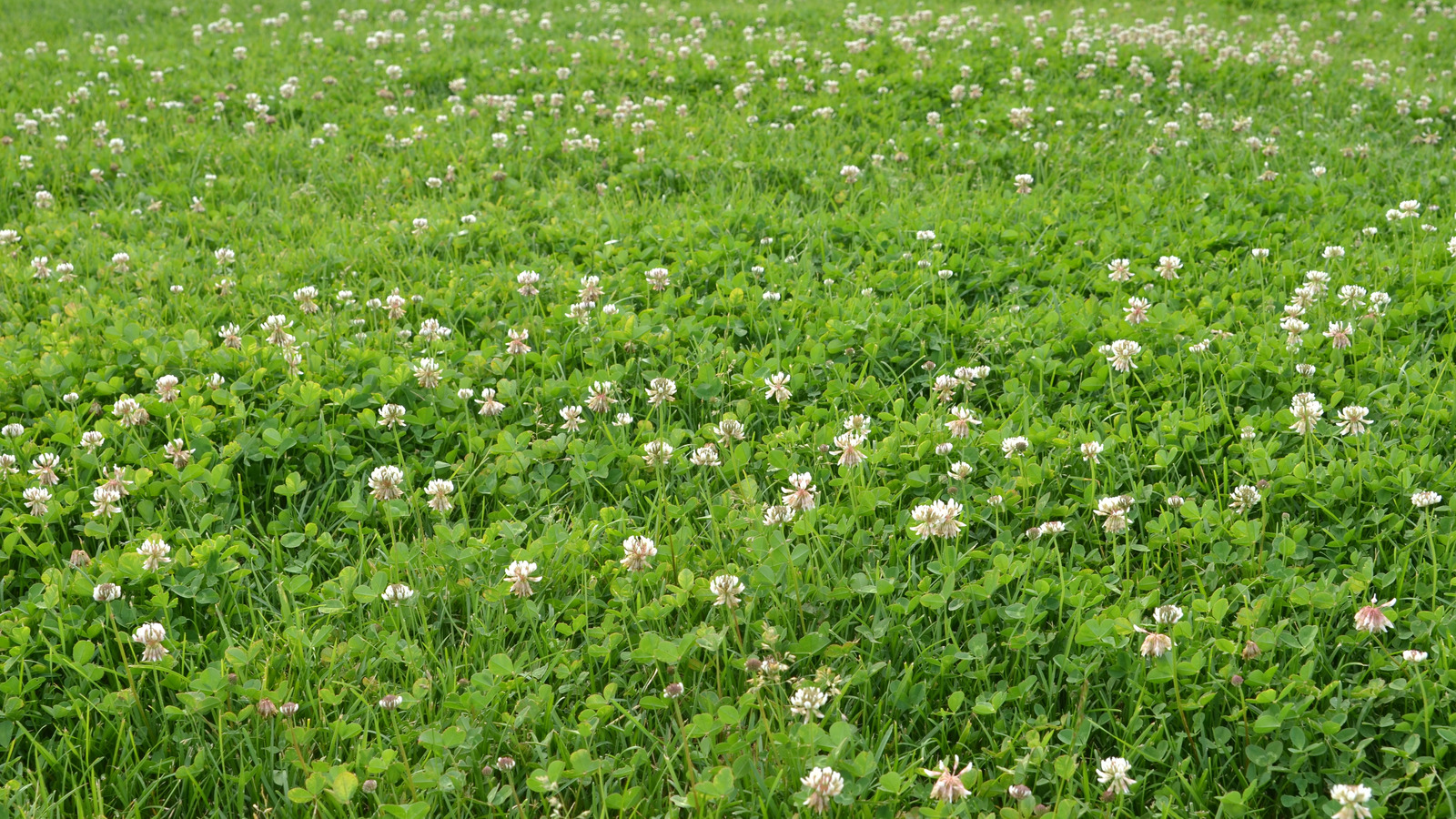 The Beneficial Visitor You'll Bring To Your Lawn By Leaving Clover Be