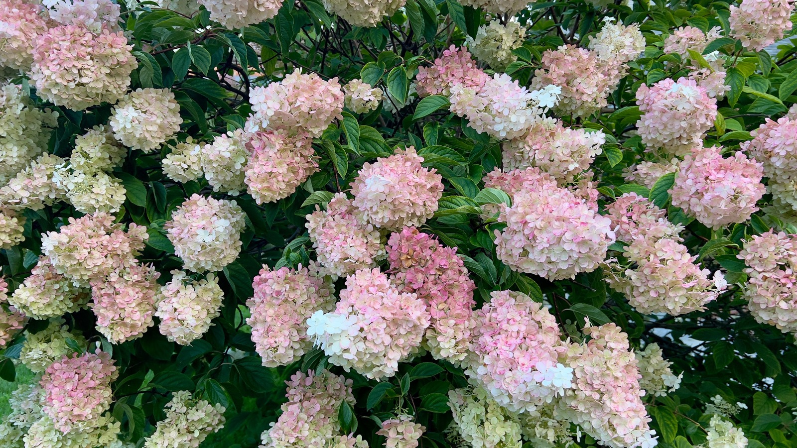 The Best Conditions For Vanilla Strawberry Hydrangea Trees To Grow