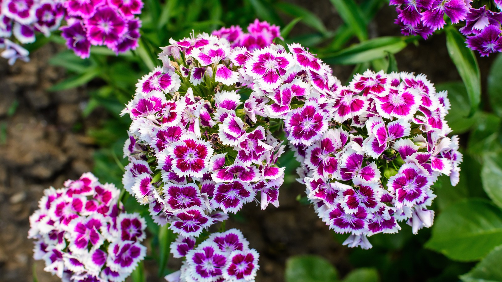 The Best Growing Conditions To Ensure Your Sweet William Flowers Thrive