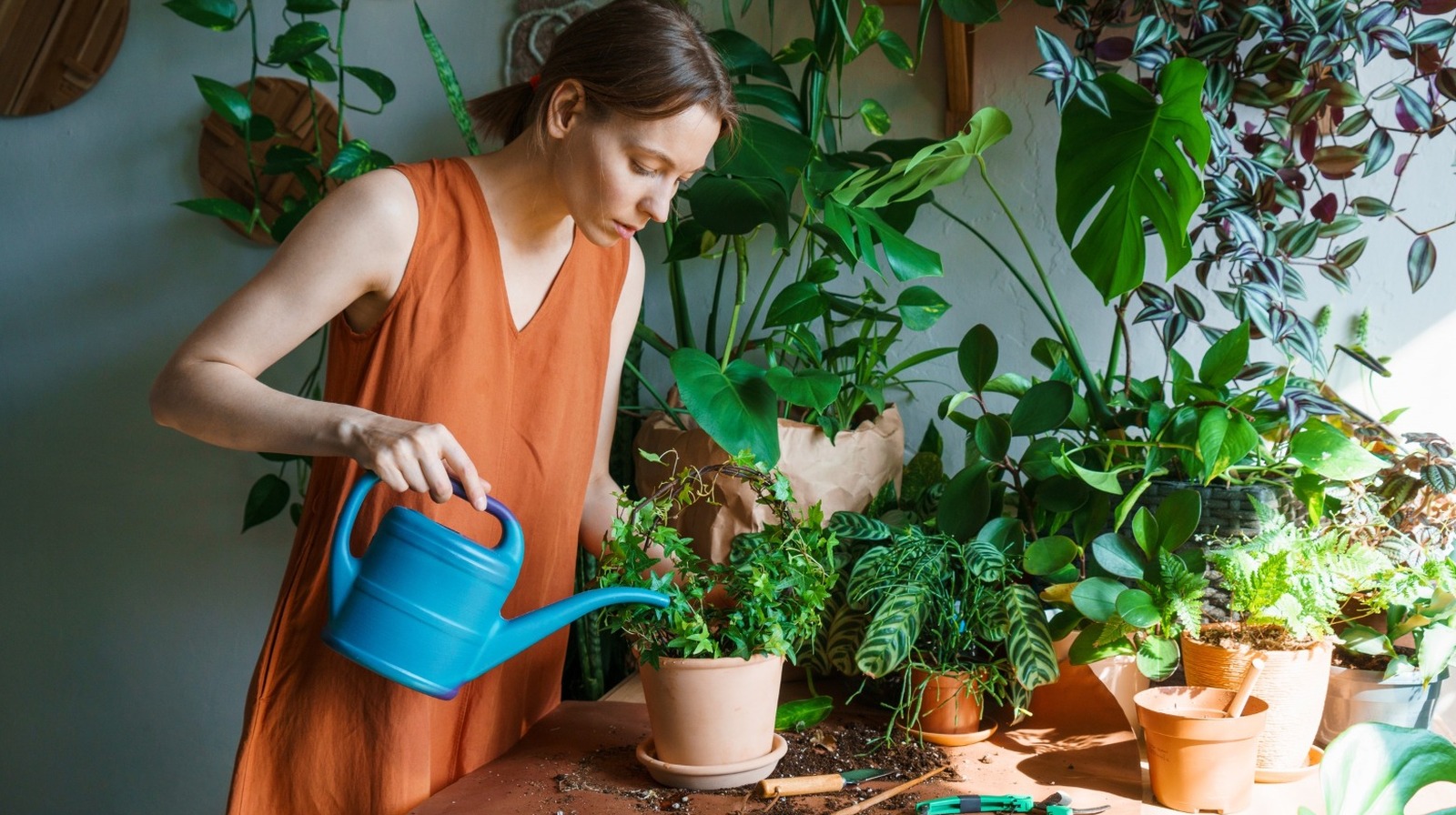 The Best Houseplants That Work To Improve Your Mood