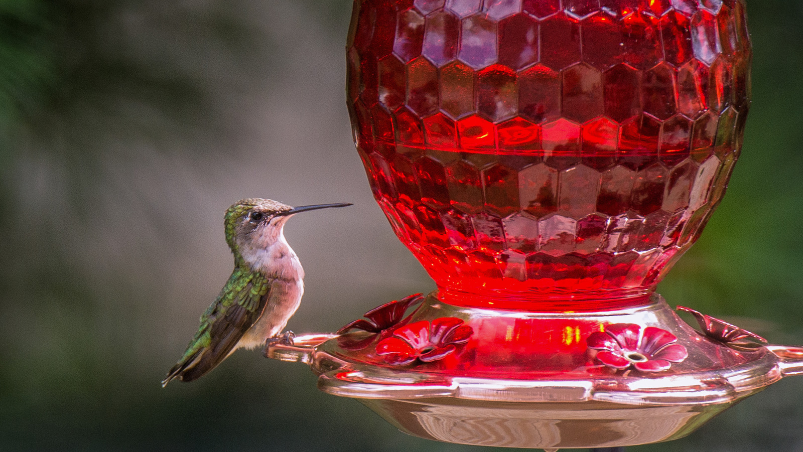 The Best Hummingbird Feeders For Easy Cleaning, According To Reviews