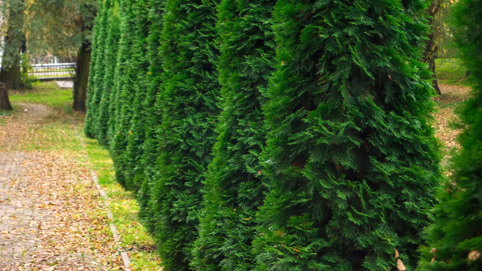 The Best Kind Of Cypress Tree For A Substantial Privacy Fence