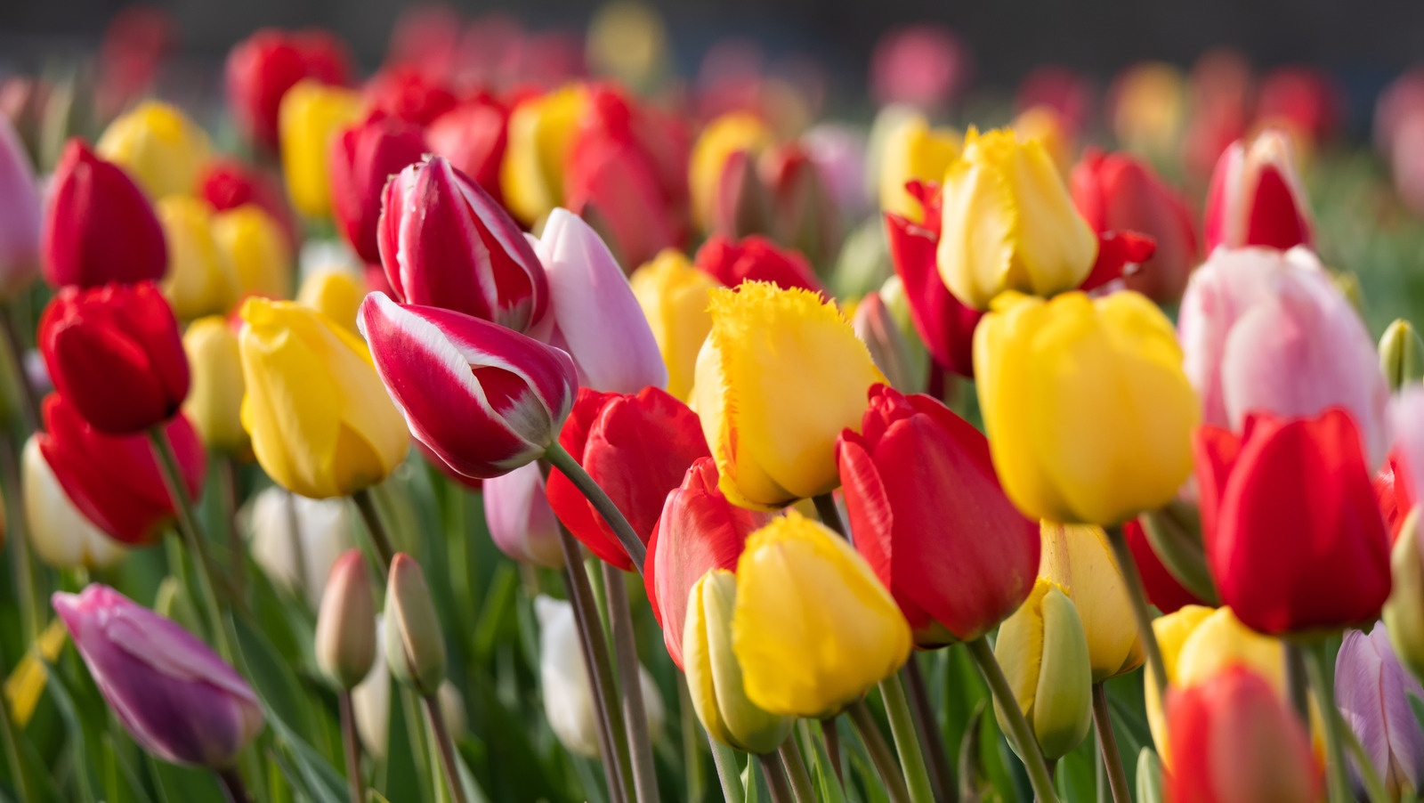 The Best Kind Of Tulips For Beginner Gardeners To Plant This Fall