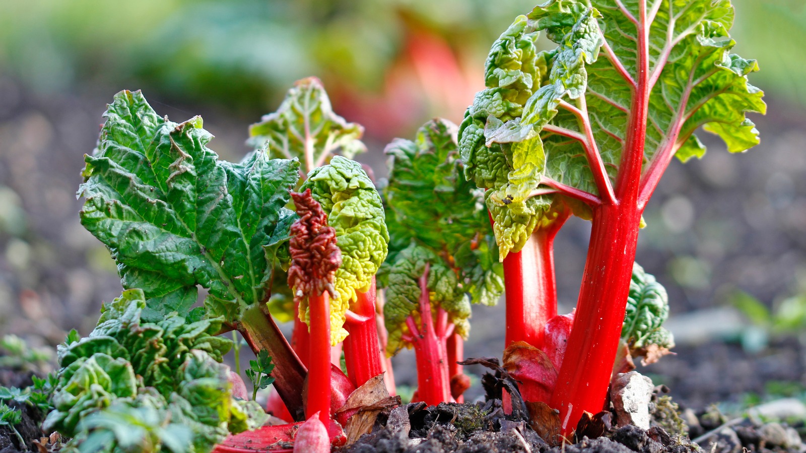 The Best Method For Dividing And Transplanting Rhubarb (& The Benefits ...