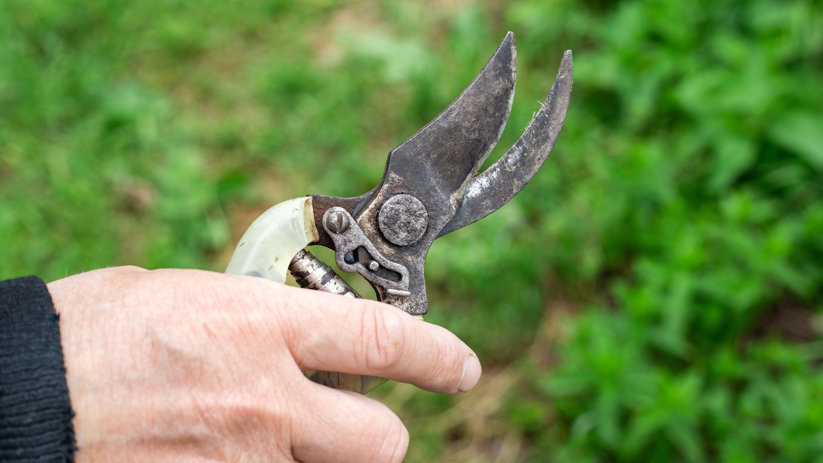 The Best Method For Sharpening Your Garden Shears