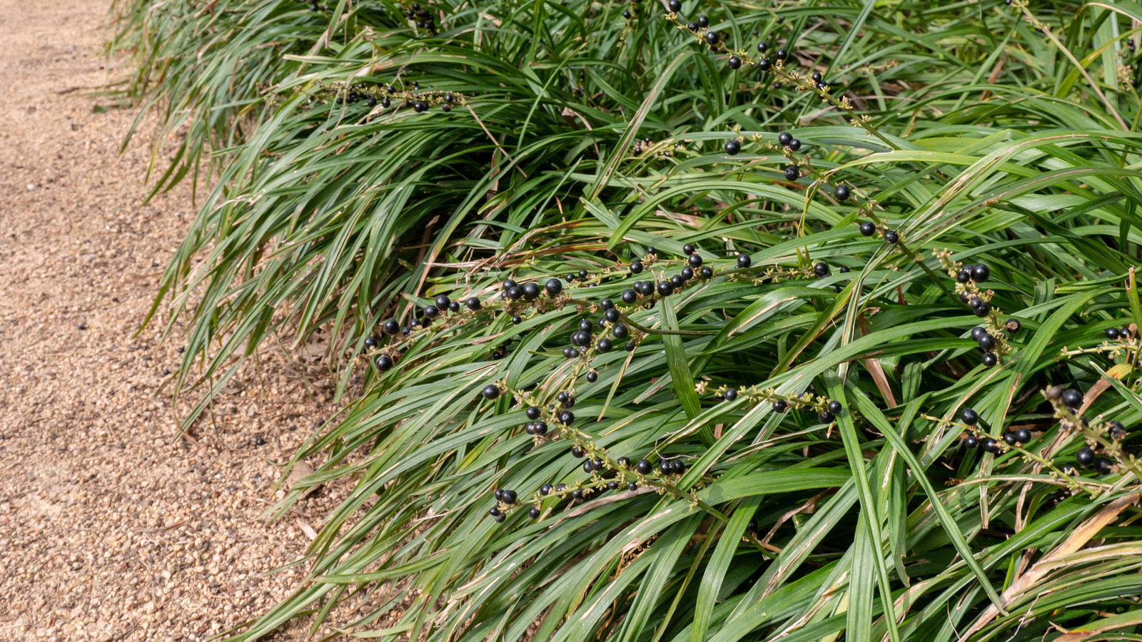 The Best Method For Trimming The Monkey Grass Border Along Your Sidewalk
