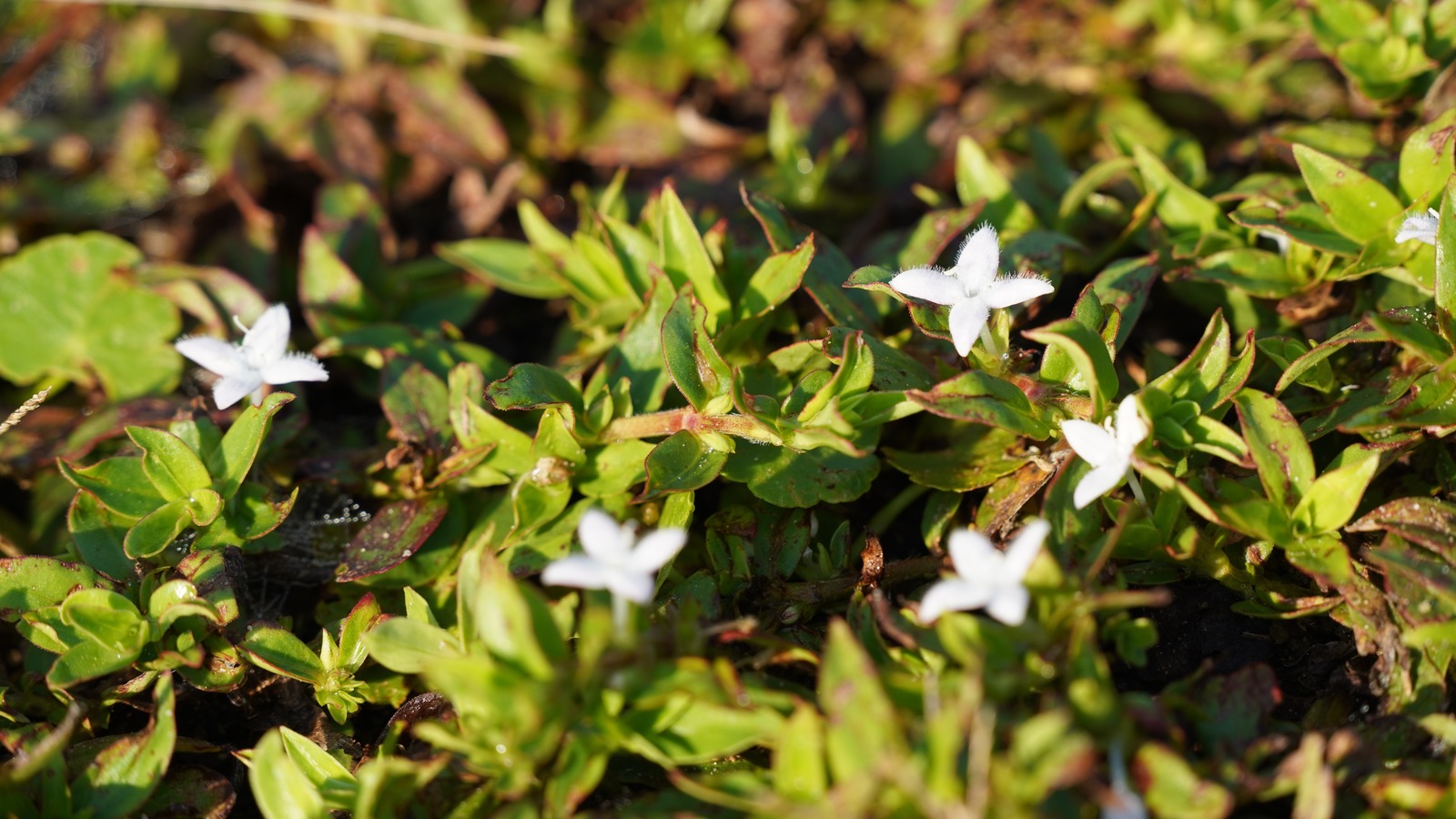 The Best Methods To Prevent And Get Rid Of Virginia Buttonweed