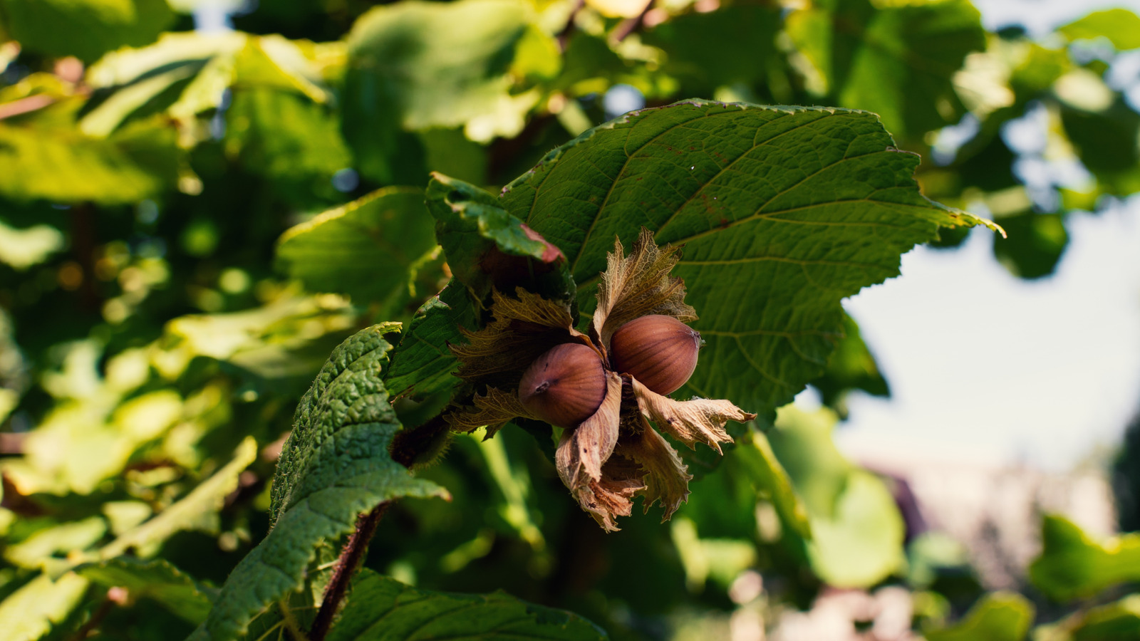 The Best Nut Trees To Grow In Your Yard (And Which Ones To Avoid)