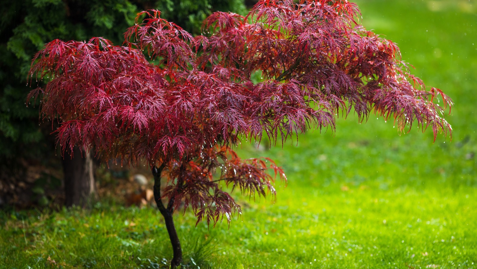 Plant Japanese Maple Garden