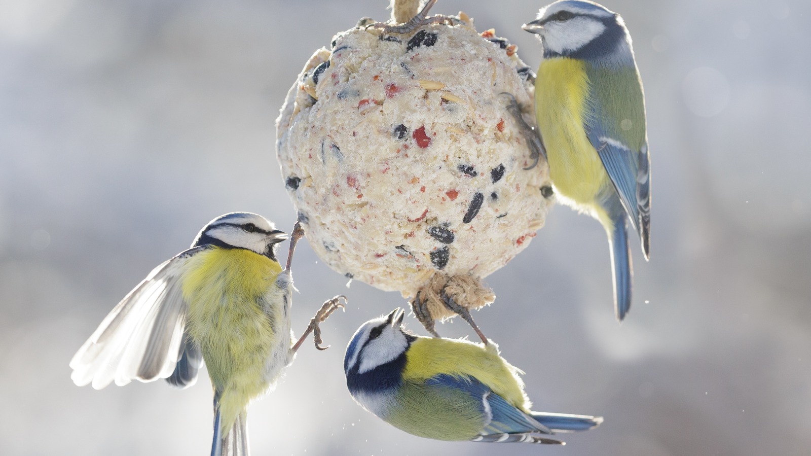 The Best Places To Put A Suet Hanger In Your Yard For Birds (And Where ...