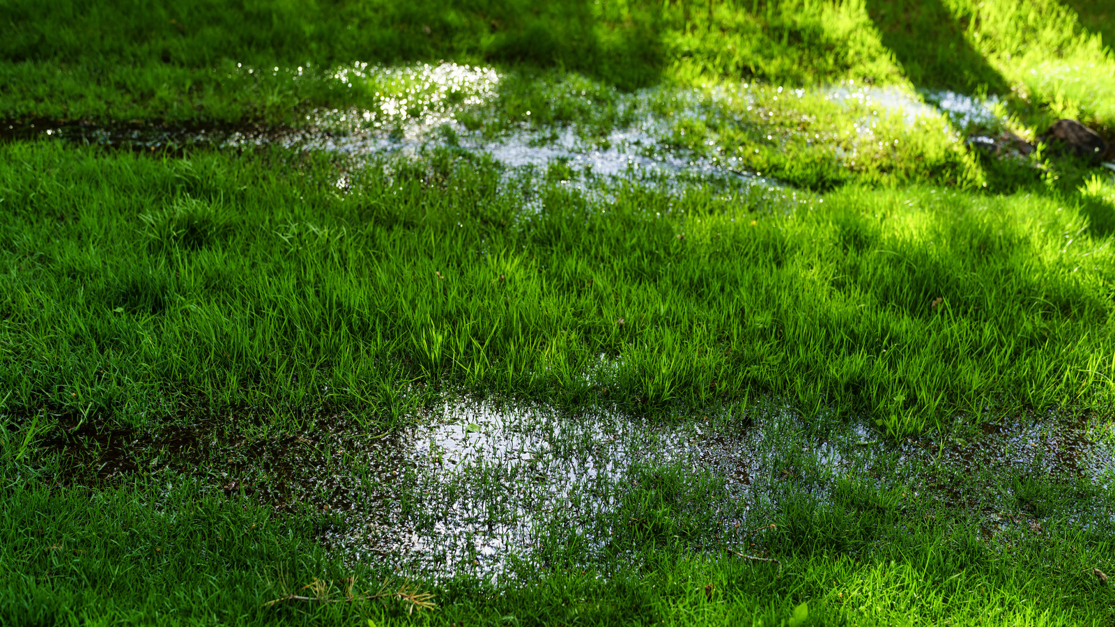 The Best Plants For A Rain Garden That Really Solves Your Flooding Problem