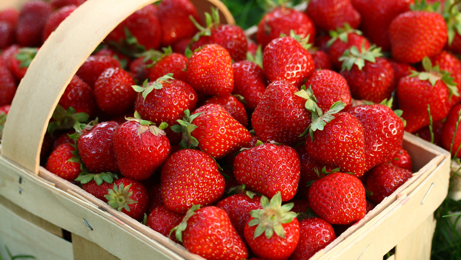 The Best Strawberry Plant Varieties For A Successful Indoor Harvest