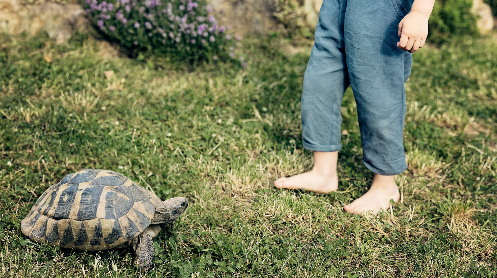 The Best Thing You Can Do If You Spot A Turtle In Your Yard