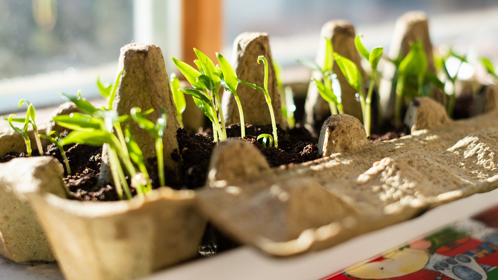 Egg Carton Planting Plants Starting Seeds In Egg Cartons: How To DIY