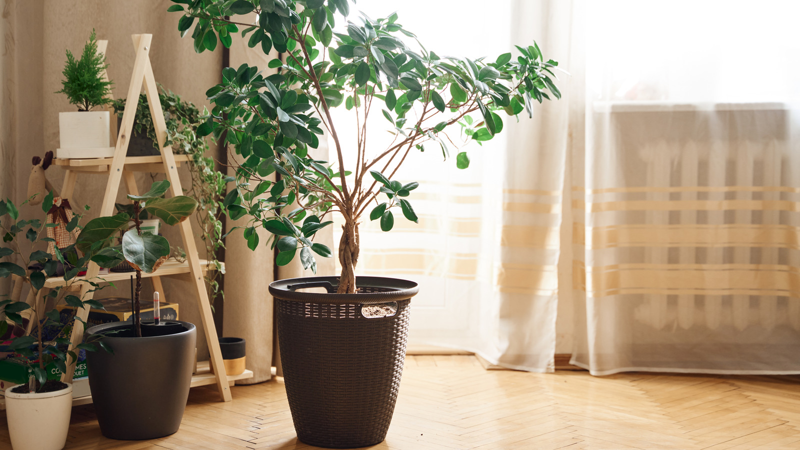 The Best Trees To Grow Indoors To Add Life To Your Home