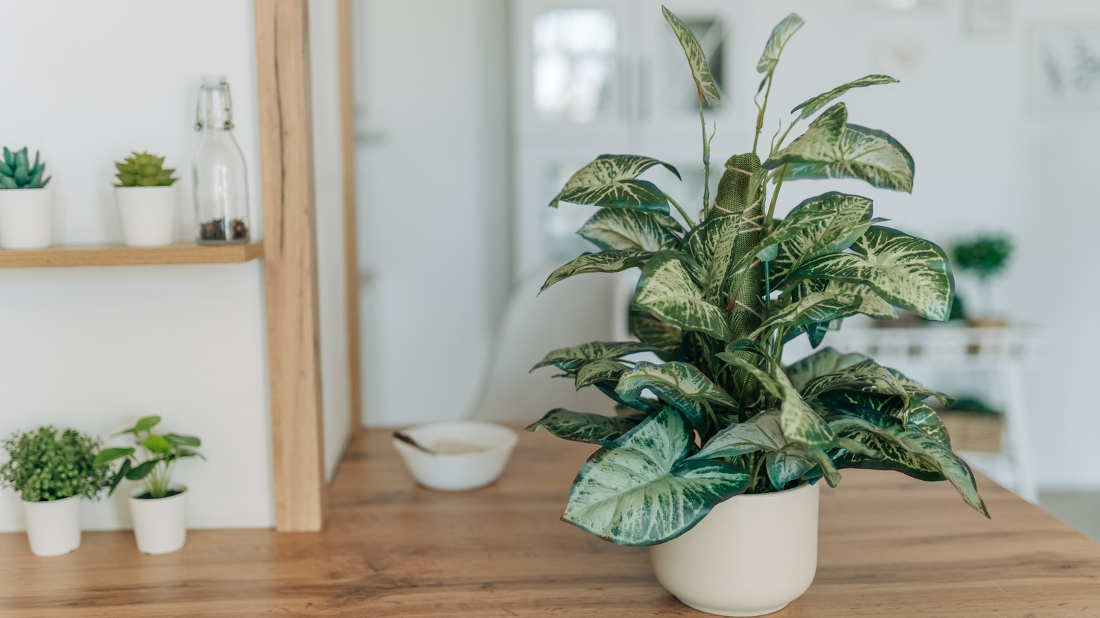 How To Clean Fake Plants Using Items You Already Have
