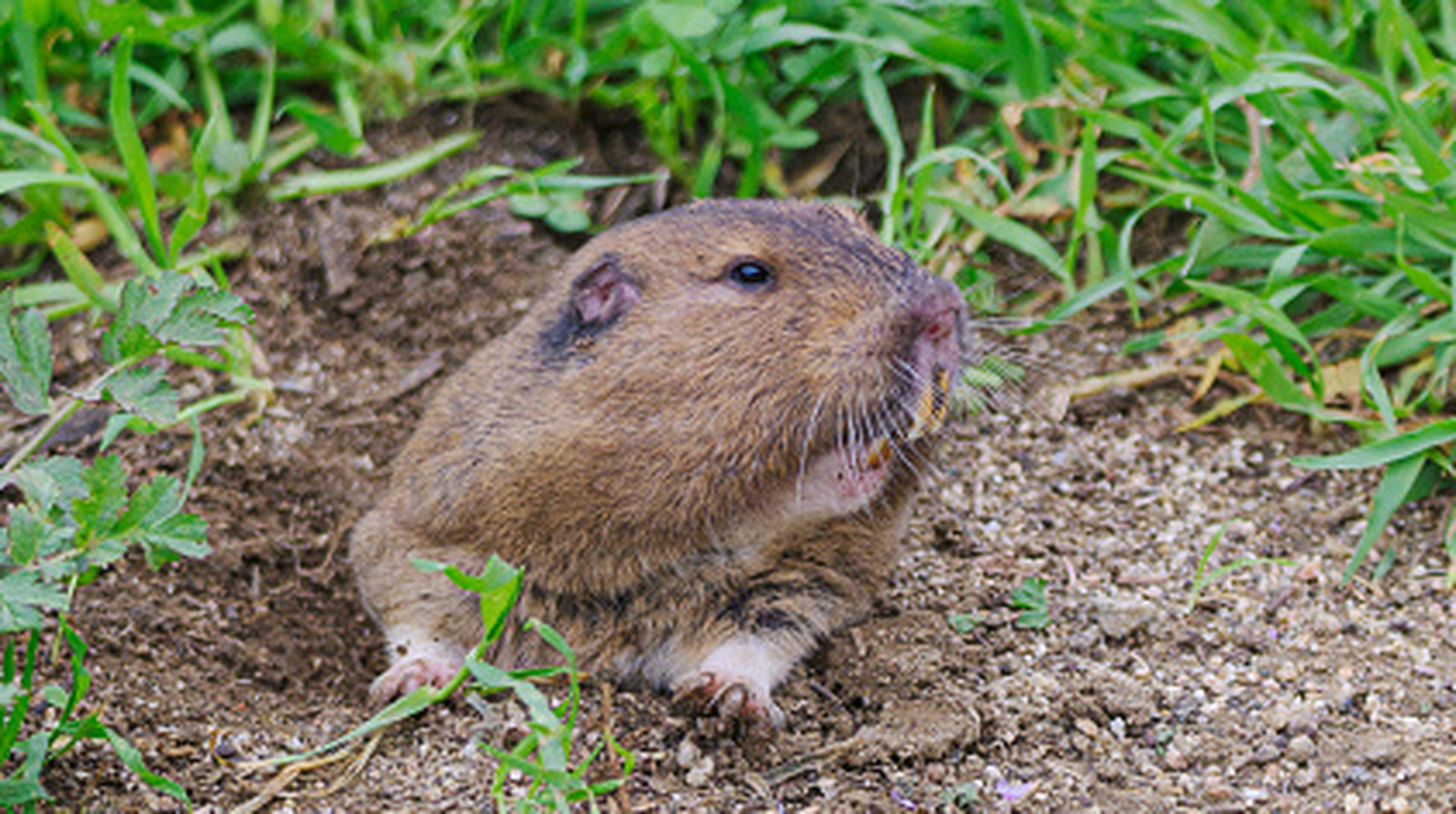 The Best Type Of Fencing To Keep Pesky Gophers Out Of Your Yard