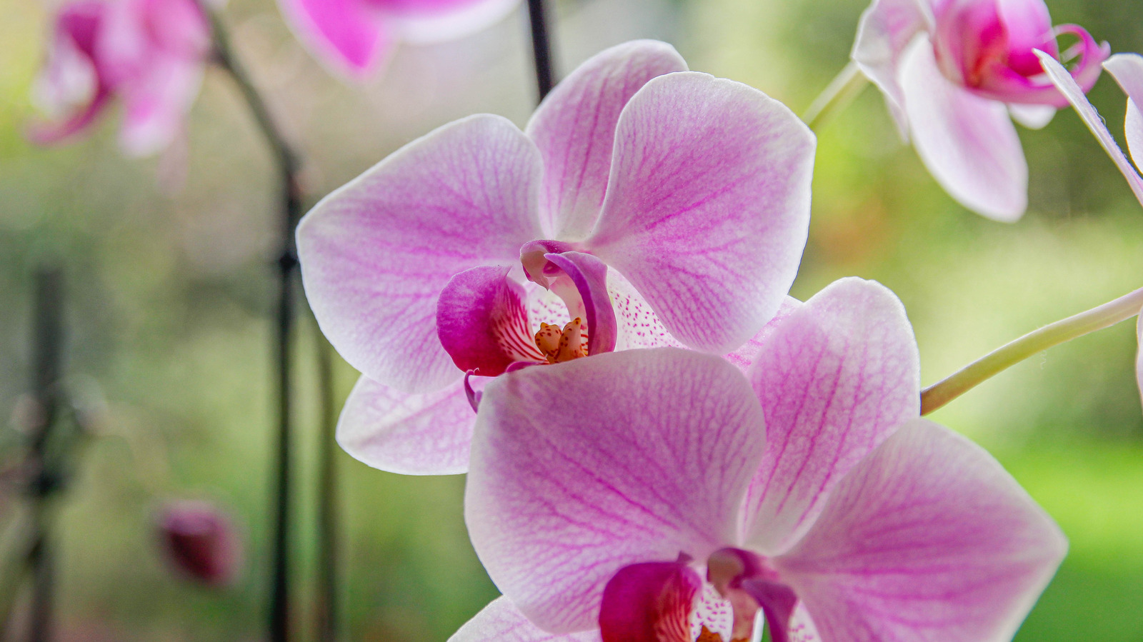 Learn The Essential Features The Best Flower Pots For Healthy Orchids