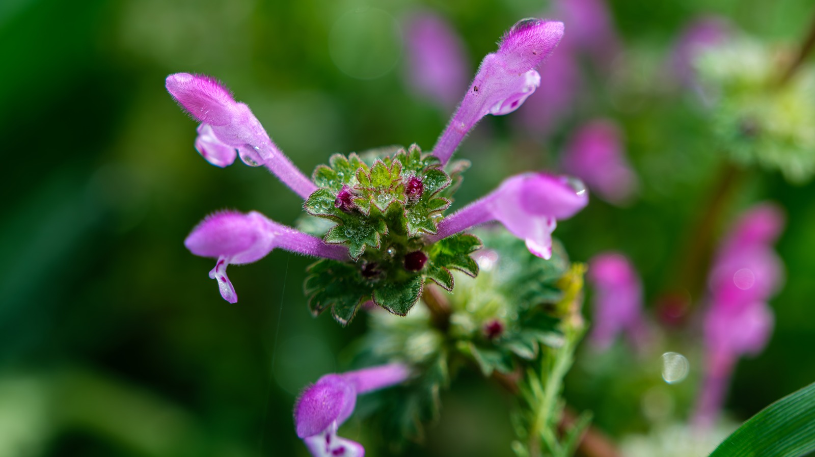 The Best Type Of Weed-Killer For Wiping Out Pesky Henbit