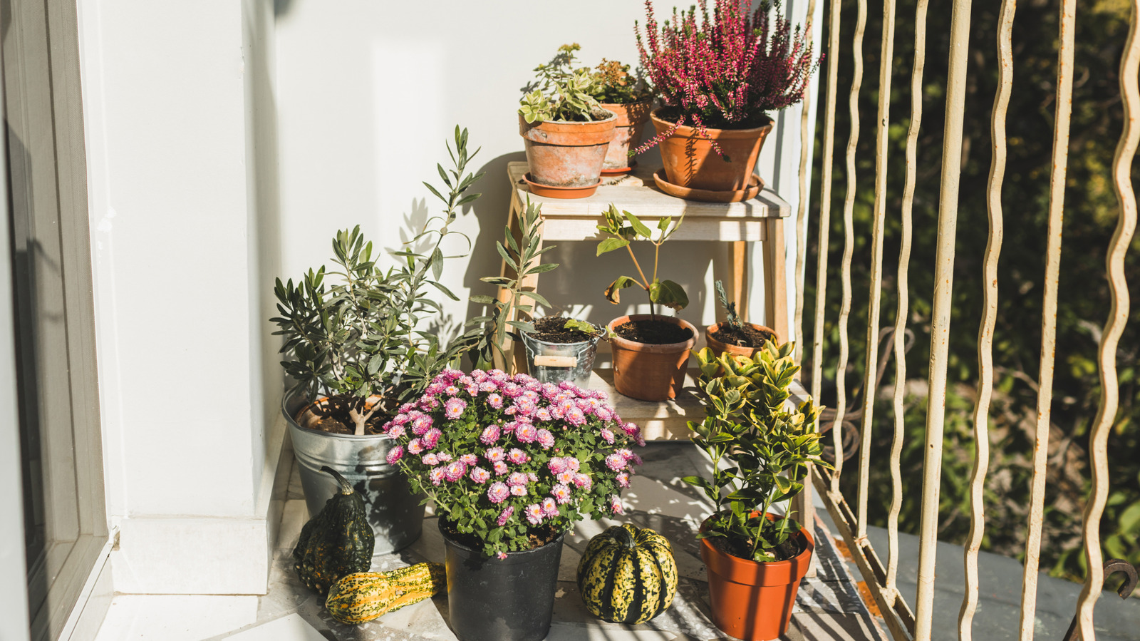 The Best Way To Bring A Native Garden To Your City Balcony
