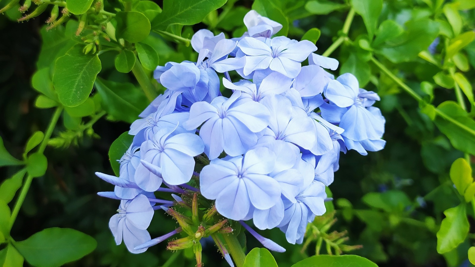 The Best Way To Care For Beautiful Plumbago In The Winter