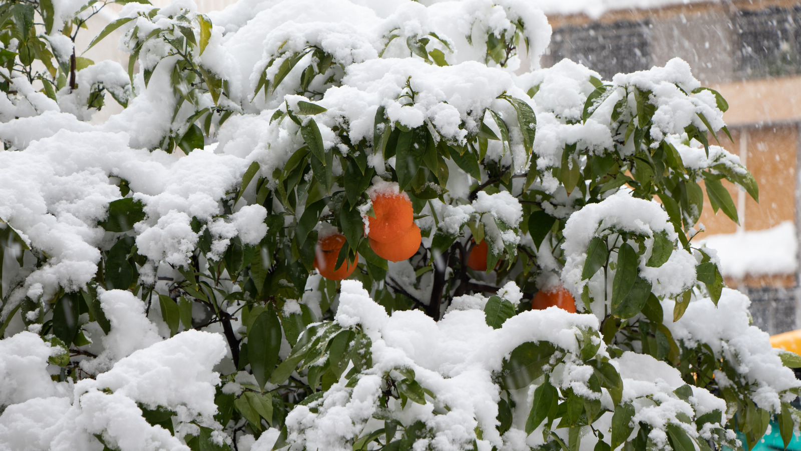 How To Care For Citrus Trees During Winter To Keep Them Happy And Healthy
