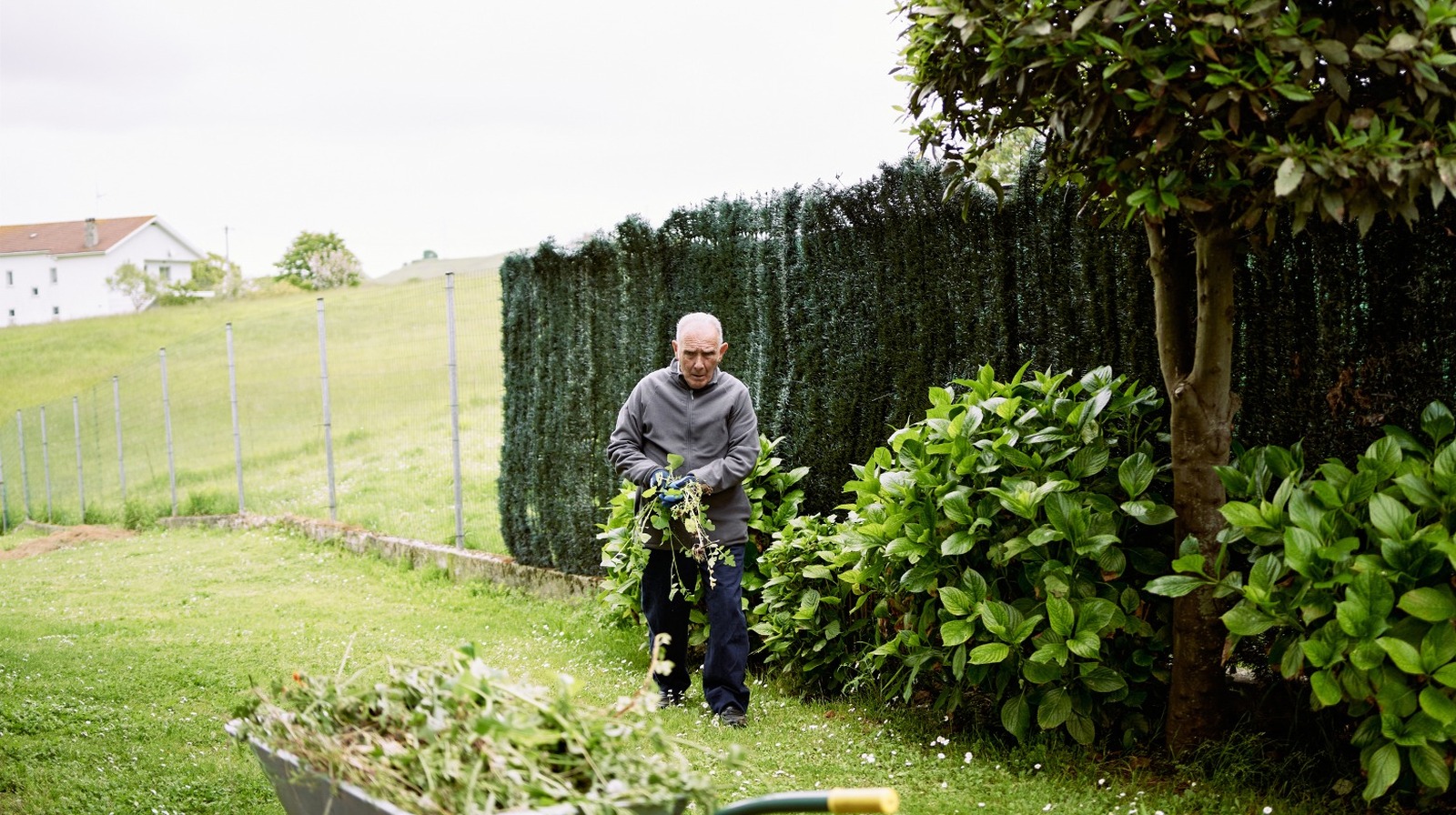 The Best Way To Get Rid Of Weed Trees Before They Take Over Your Yard