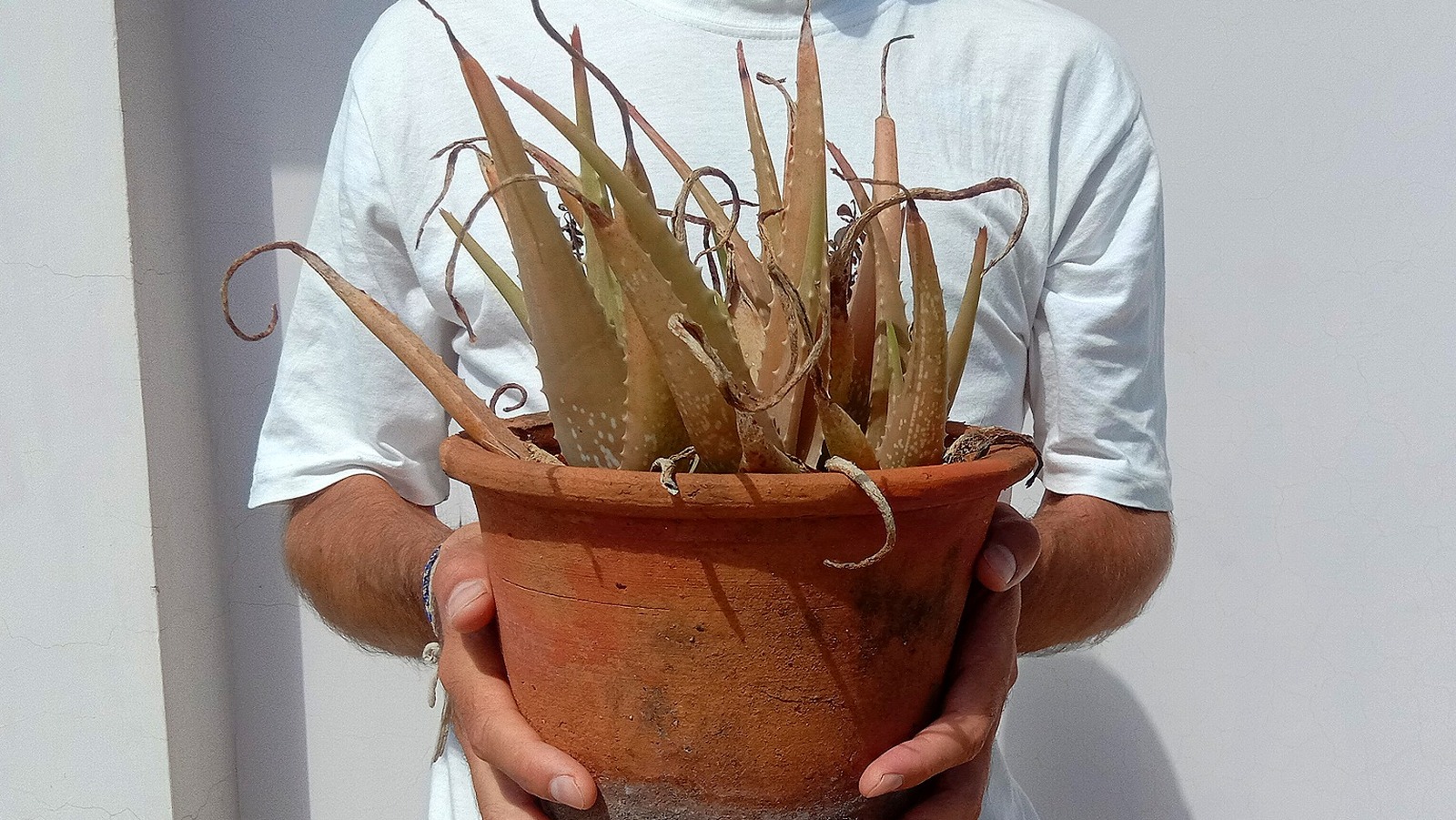 The Best Way To Repot A Dried-Out Aloe Vera Plant
